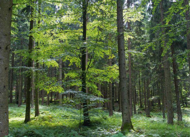 Energiesparverband OÖ: Biomasse-Kraft-Wärmekopplung